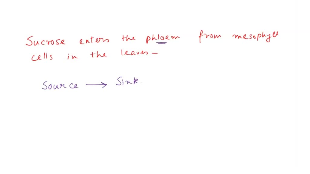 SOLVED: Sucrose enters the phloem tubes from mesophyll cells in the ...