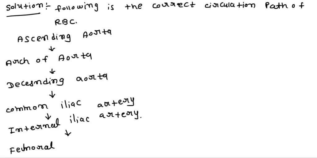 SOLVED: Organize the arteries in the correct order of flow from the ...