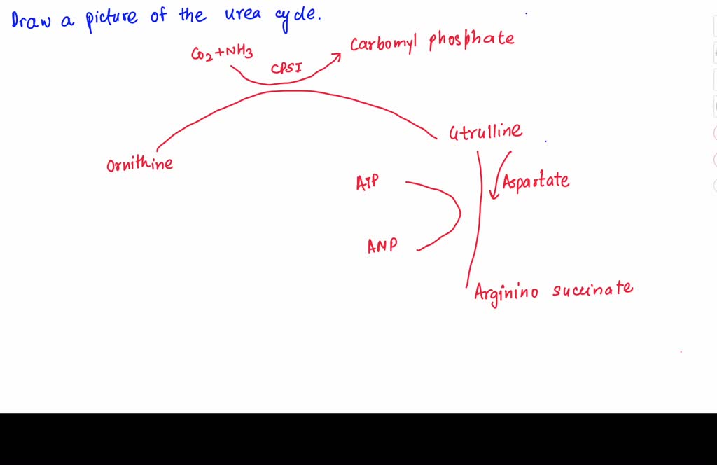 SOLVED: write the name of enzymes of urea cycle and draw the urea cycle