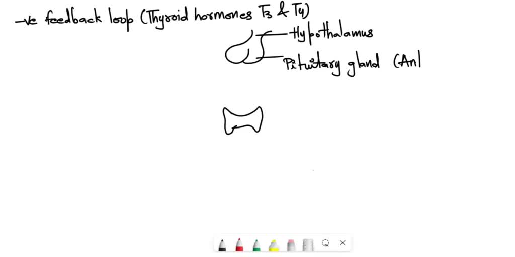 Solved In Graves Disease Hyperthyroidism Is Produced By An Igg That 1469