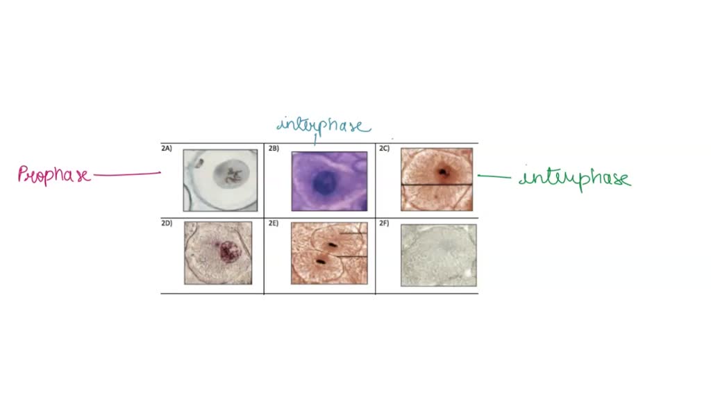 SOLVED: HQ-Z; Examine the pictures of plant and animal cells below ...