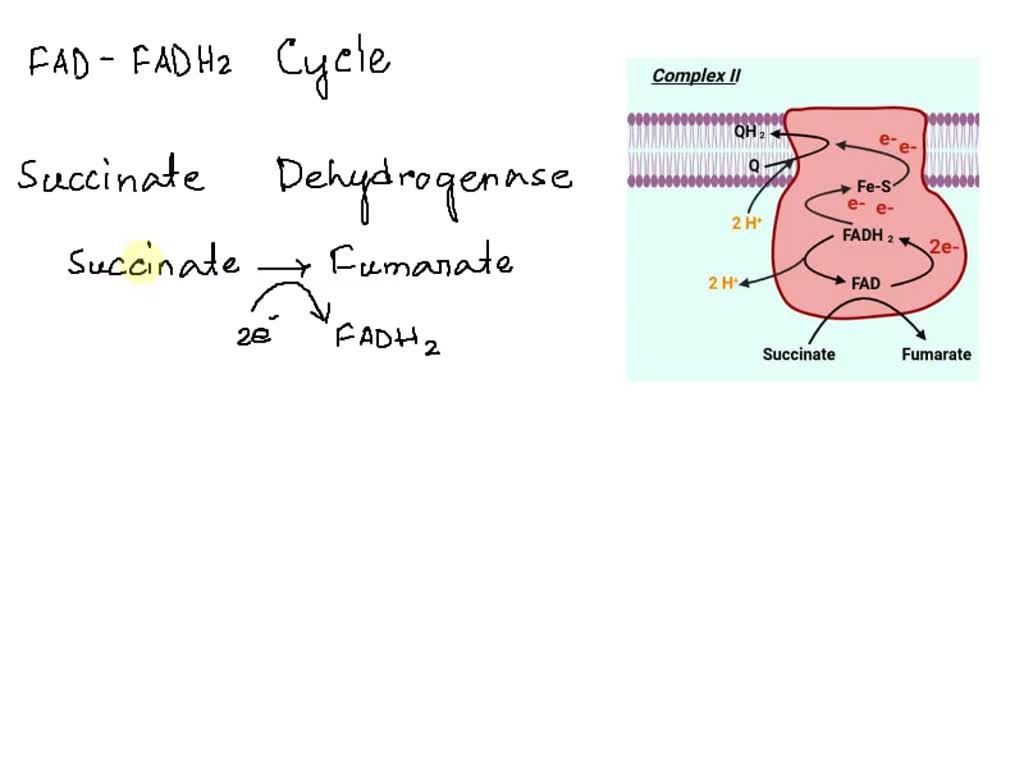 SOLVED: Draw the FAD and FADH cycle. Include the pick up of electrons ...