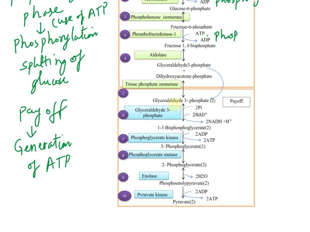 SOLVED: (a) Preparatory phase: Phosphorylation of glucose and its ...