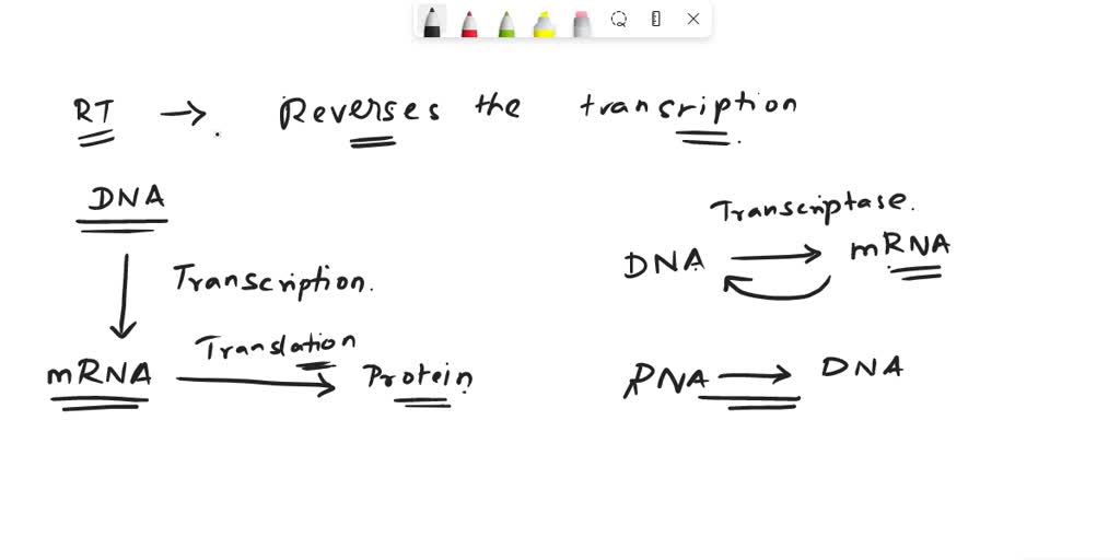 Solved Reverse Transcriptase Synthesizes A Dna From Rna B Rna From