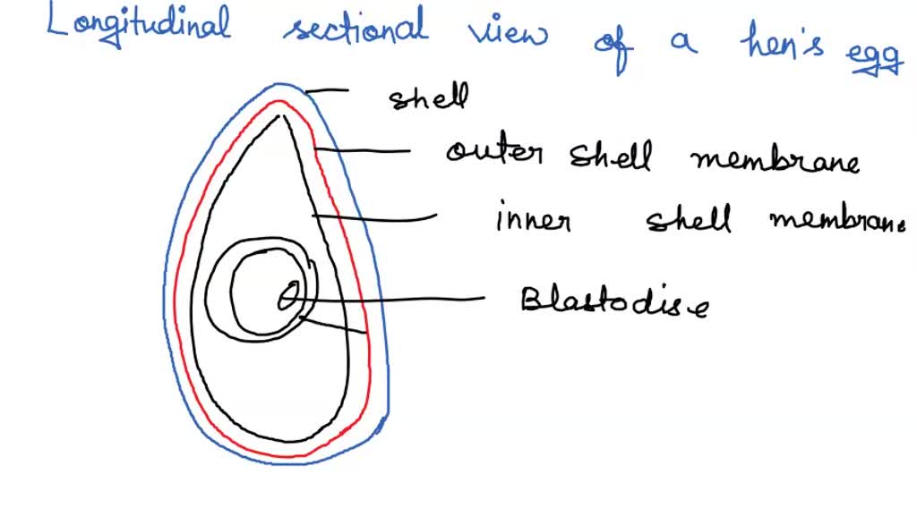 SOLVED: A. Draw a sectional view through a hen's egg enclosed in its ...