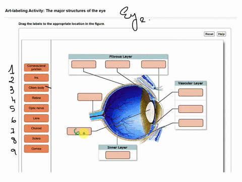 Art-labeling Activity: The major structures of the eye Drag the labels ...