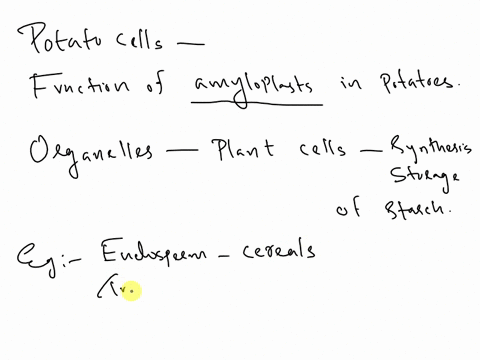 You were told to examine amyloplasts in potato cells write...
