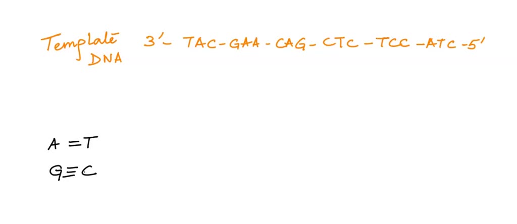 SOLVED: On a specific gene in a skin cell, the template TAC-GAA-CAG CTC ...
