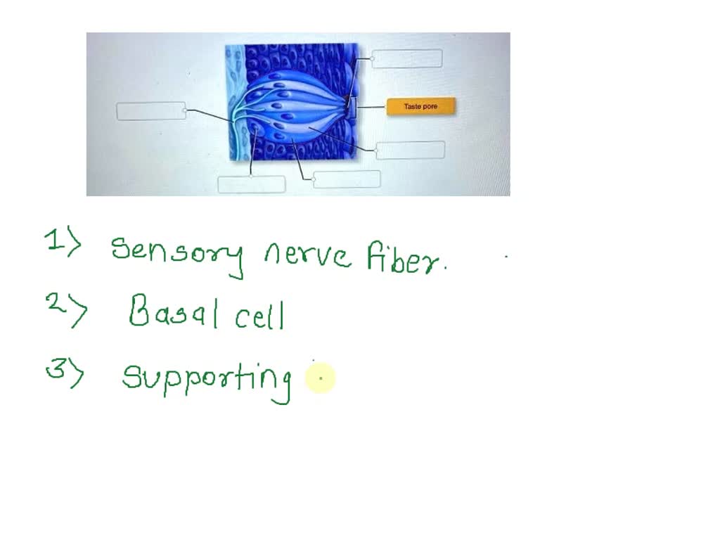 SOLVED: Correctly label the anatomical elements of the taste bud Taste ...