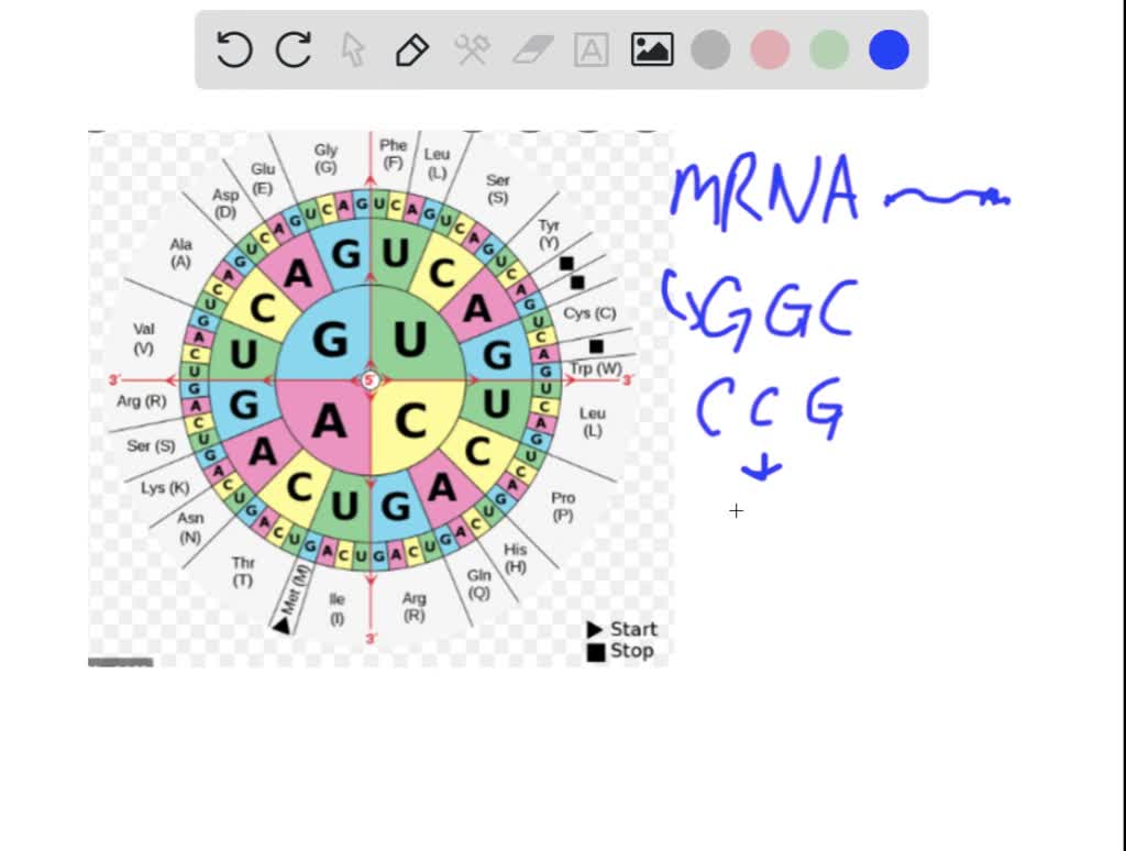 SOLVED: 5. Translate the mRNA using the genetic code given below and ...