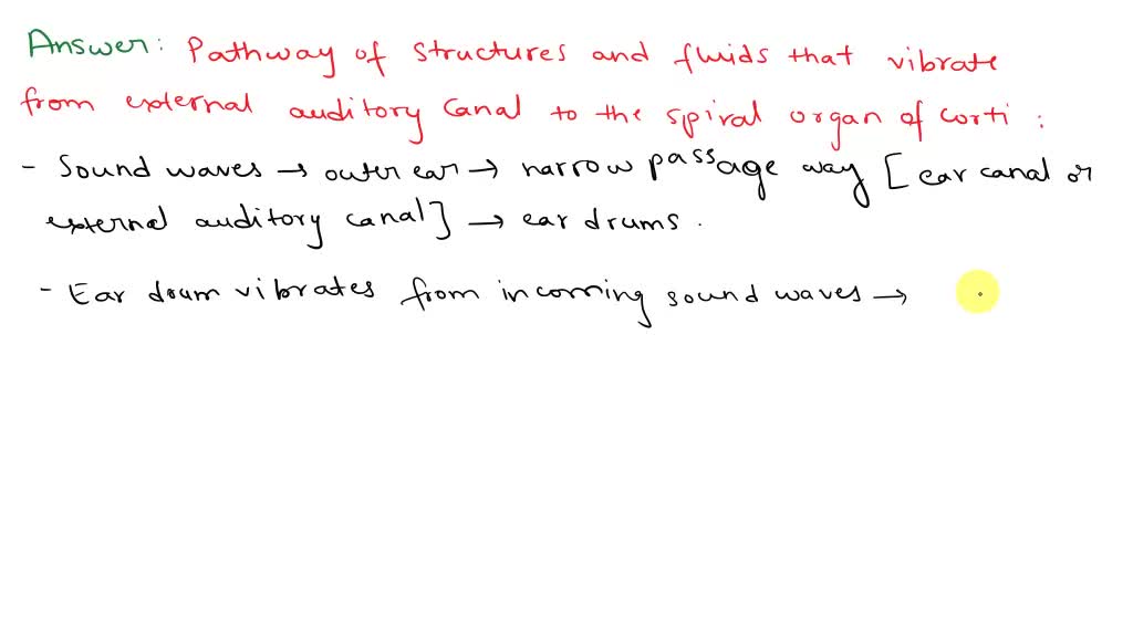 SOLVED: Sound waves enter the external auditory canal and cause ...