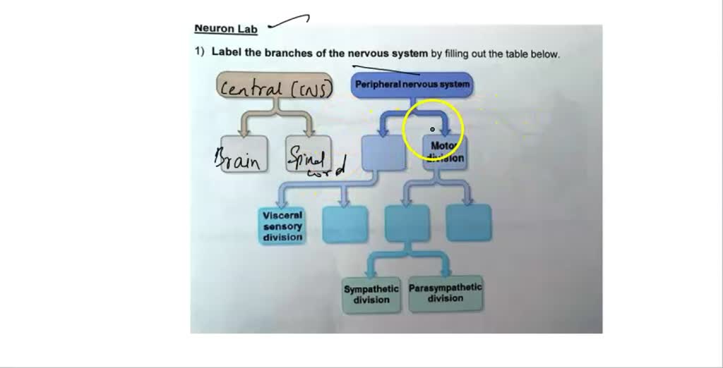 SOLVED: Neuron Lab 1) Label the branches of the nervous system by ...