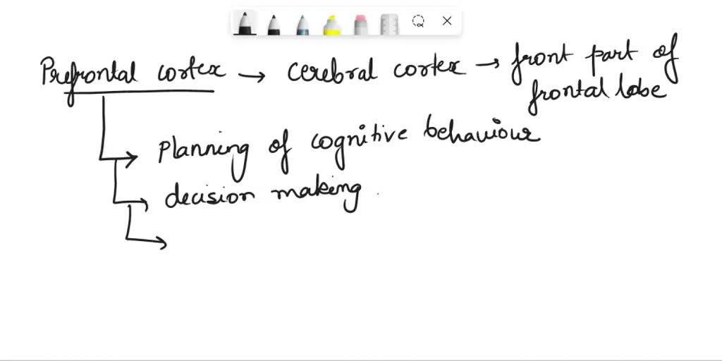Solved The Main Functions Of The Prefrontal Cortex Include Which Of 2769