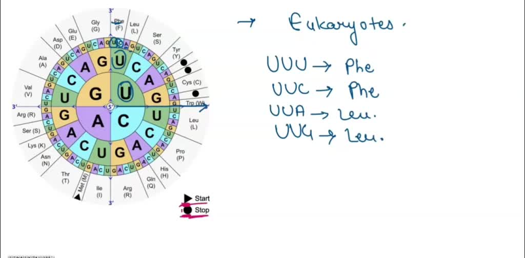 Gly-Ser-Cys-Glu-Asp-Asn-Cys-Arg