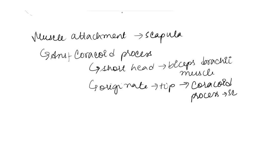 SOLVED: A muscle attachment site on the scapula - Glenoid fossa ...