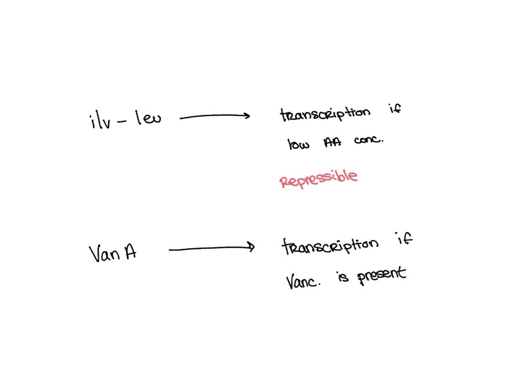 SOLVED:The ilv-leu operon of Bacillus subtilis comprises seven genes ...