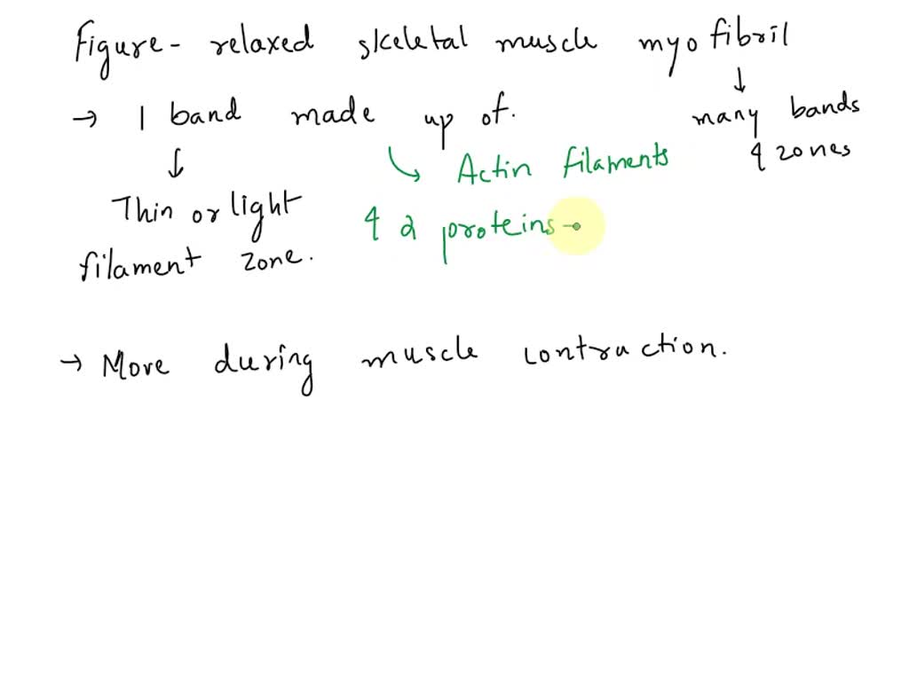 SOLVED: (c) The figure below shows two sarcomeres from a relaxed ...
