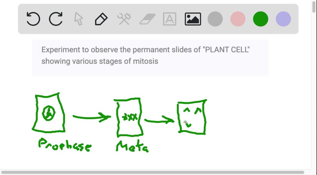 SOLVED: Experiment to observe the permanent slides of "PLANT CELL ...