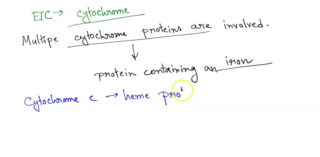 SOLVED: There are multiple cytochrome proteins involved in the Electron ...
