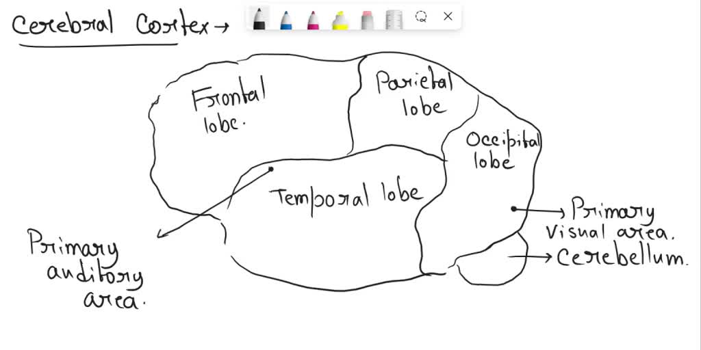 SOLVED: Draw a lateral view of the brain and its main lobes. Include ...