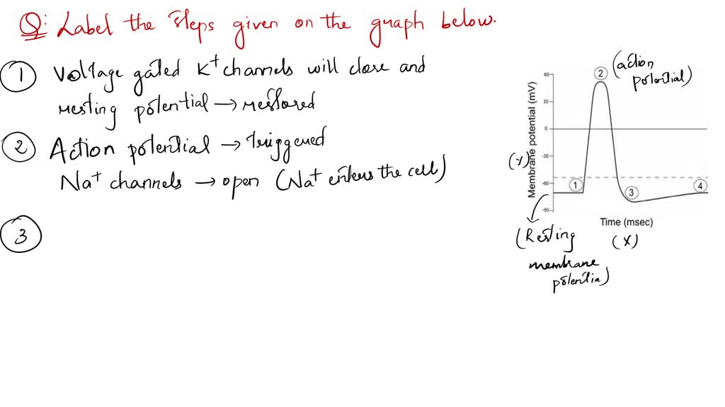 SOLVED: Part D Events of an Action Potential In order t0 transmit ...