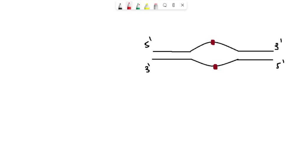 SOLVED: Text: Bio 181 Leading Lagging Strand Group Work Name: Part 1 ...