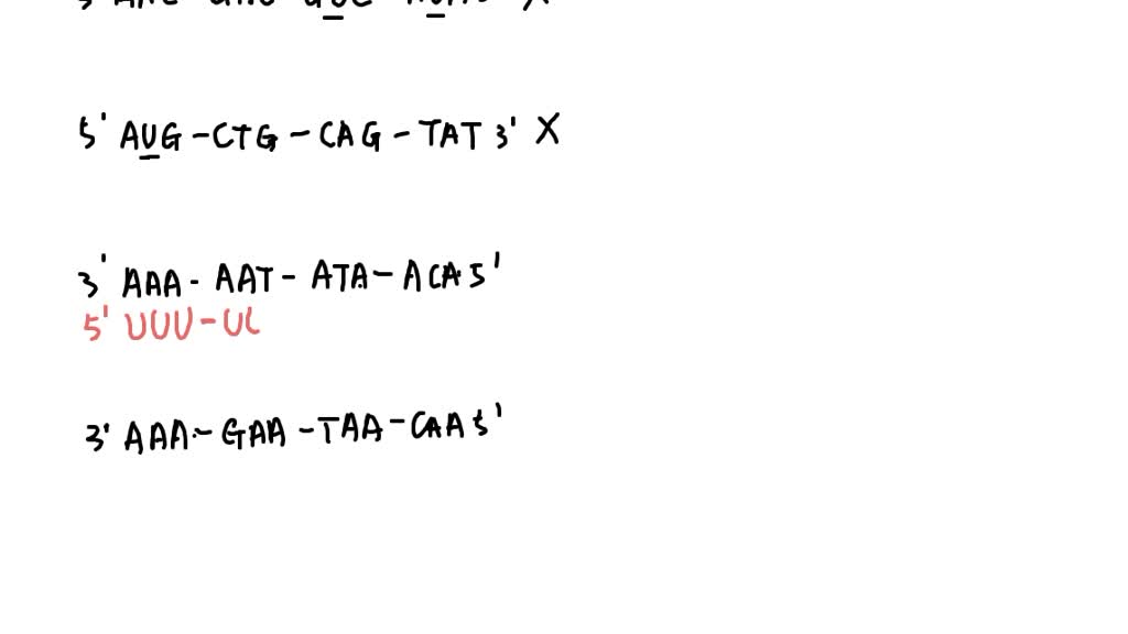 SOLVED: A possible sequence of nucleotides in the template strand of ...