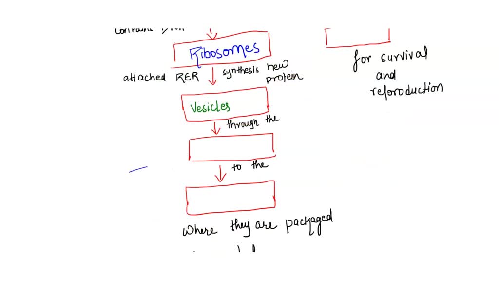 Drag and drop the labels into the correct empty boxes to complete the ...