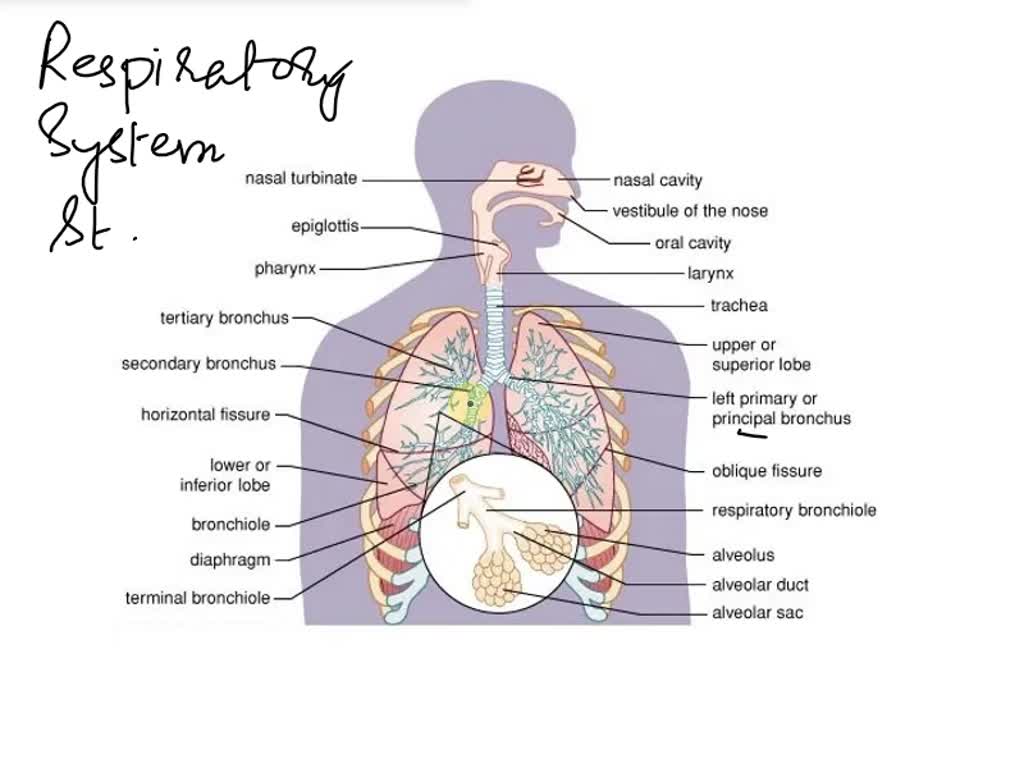 Figure 15-1 Components of the Respiratory System Use Figure 15-1 to ...