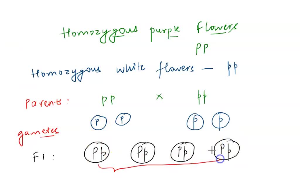 SOLVED: A cross between homozygous purple-flowered and homozygous white ...