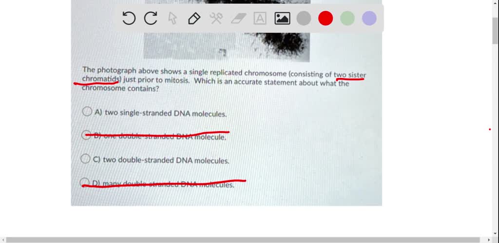 SOLVED: Question 13 (Mandatory) (1 point) The photograph above shows a single replicated ...