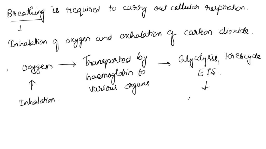 SOLVED: Question: Breathing is required for cellular respiration. Use the reactants, products ...