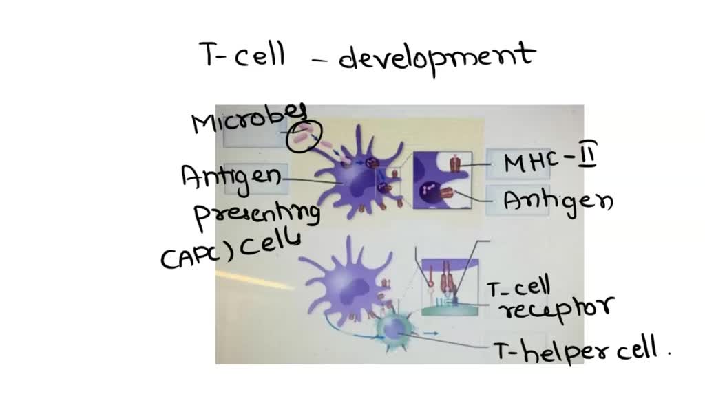 SOLVED: Texts: Label the diagram showing stages involved in T-cell ...
