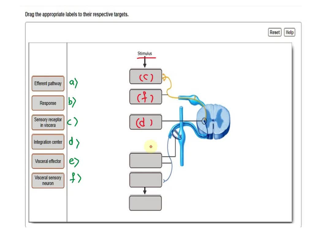 SOLVED: Drag the appropriate labels to their respective targets. Reset ... SOLVED: Drag the appropriate labels to their respective targets. Reset ...