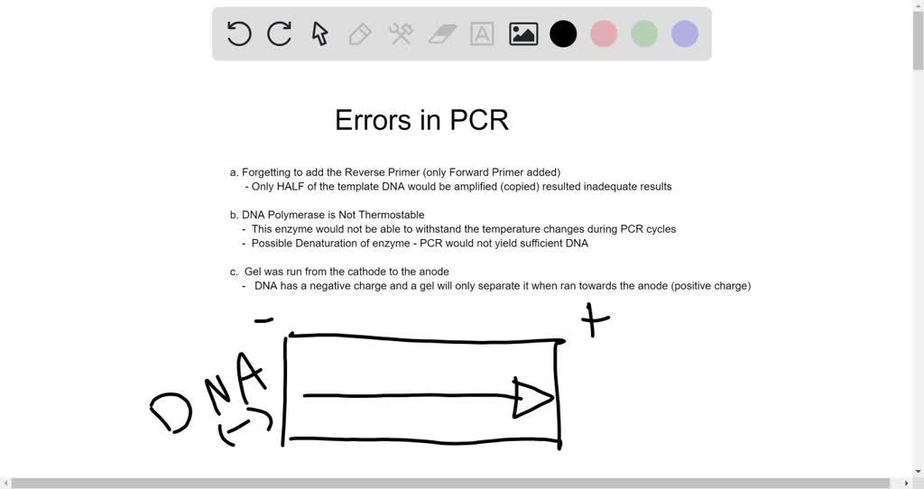 SOLVED: You load your PCR reactions and start to run the gel. About 10 ...