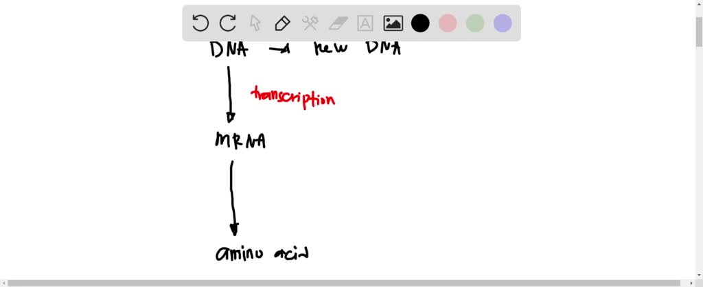 SOLVED: The process of building a mRNA molecule using DNA as a template ...