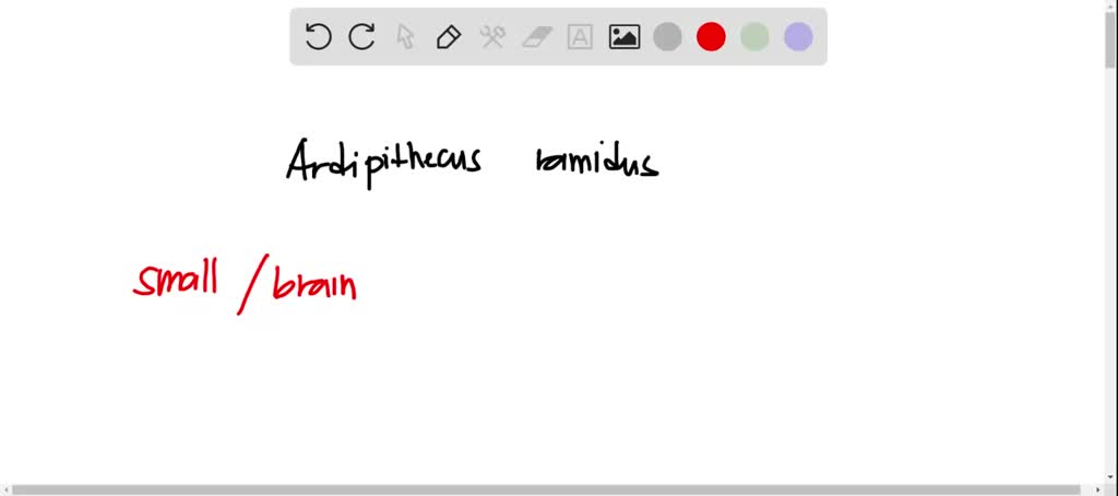 Solved Ardipithecus Ramidus And Ardipithecus Kadabba Have Defied Expectations About Early