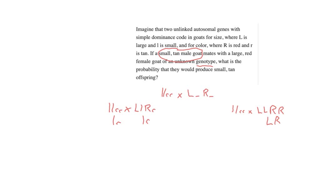 SOLVED: Imagine that two unlinked autosomal genes with simple dominance code in goats for size ...