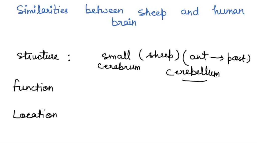 SOLVED: Discuss three similarities between the sheeprand human brains ...