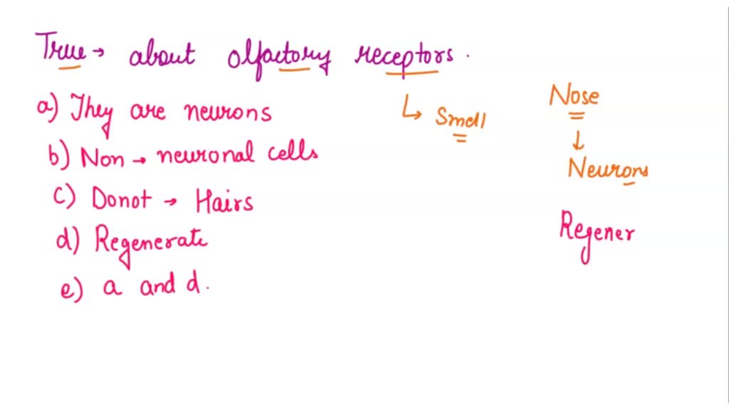 SOLVED: 'Which statement is NOI true about olfactory receptors? they are chemoreceptors they are ...