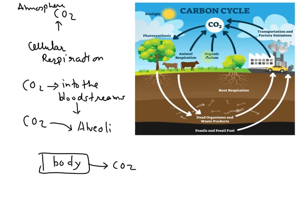 Which arrows represent carbon dioxide entering the atmosphere by ...