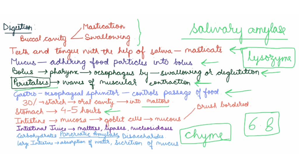 SOLVED: Describe how one slice of bread is digested and absorbed from ...