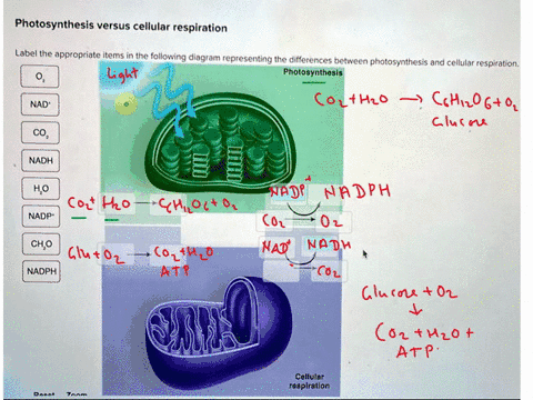 11 Photosynthesis versus cellular respiration 4 points Label the appropriate items in the ...
