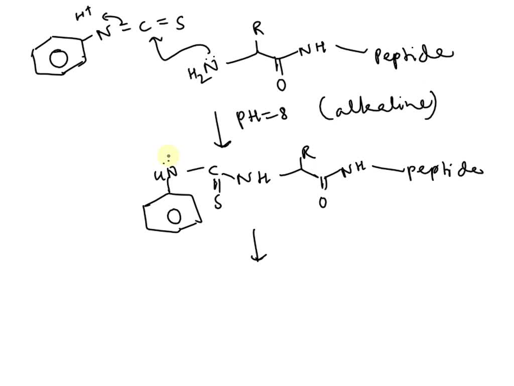SOLVED: Phenyl isothiocyanate (PITC), more commonly known as Edman's ...