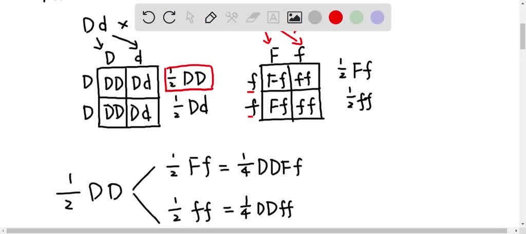 SOLVED: Dimples (D) in humans is completely dominant to no dimples (d ...