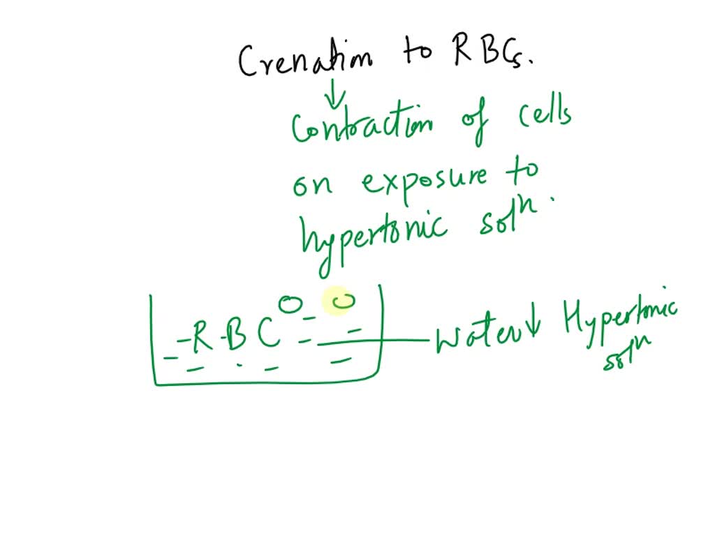 SOLVED: A red blood cell is crenated in what type of solution? Isotonic ...