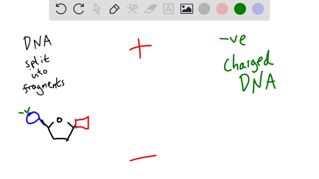 SOLVED: Question 17 In gel electrophoresis, DNA molecules move toward ...