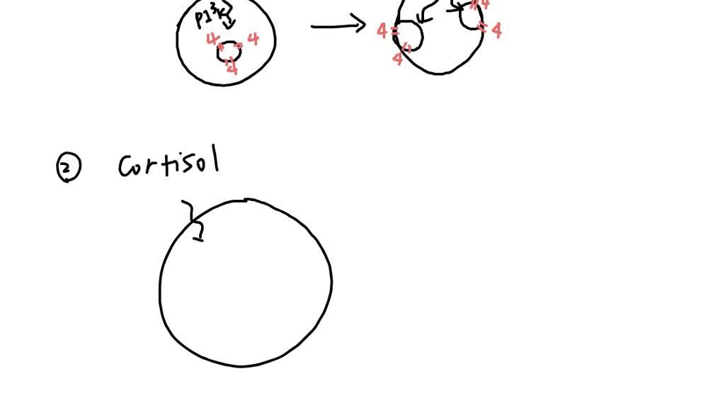How the mechanism of cellular interaction differs between insulin and ...