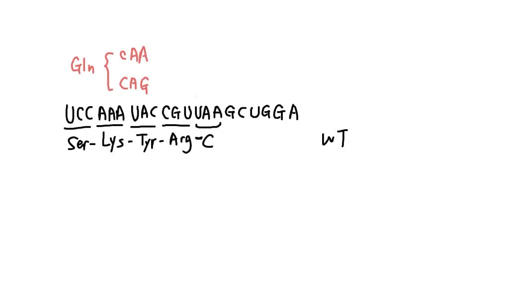 SOLVED: The mRNA specifying the α chain of human hemoglobin contains ...