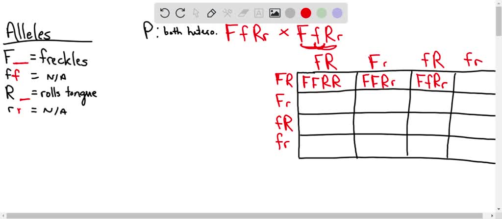 SOLVED: Working with the following two traits, fill in Punnett squares ...
